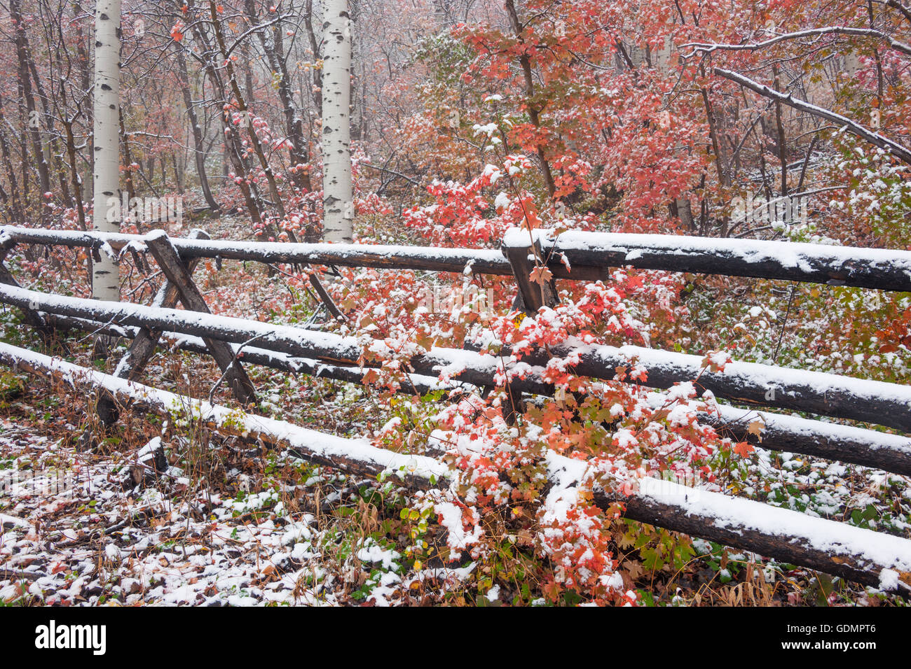 Fall colored maple and aspen trees in the Uinta National Forest in the ...
