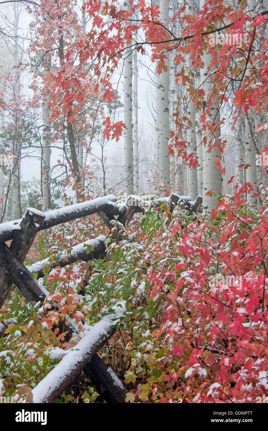 Fall colored maple and aspen trees in the Uinta National Forest in the ...
