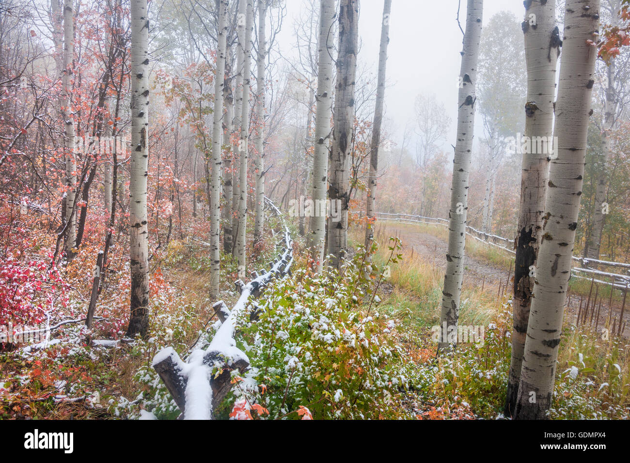 Fall colored maple and aspen trees in the Uinta National Forest in the ...