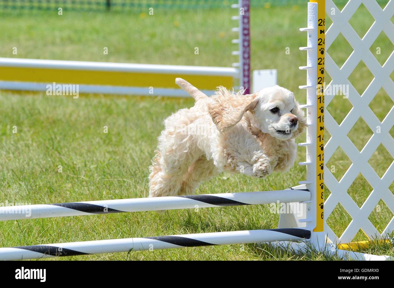 American Cocker Spaniel Leaping Over a Jump at a Dog Agility Trial ...