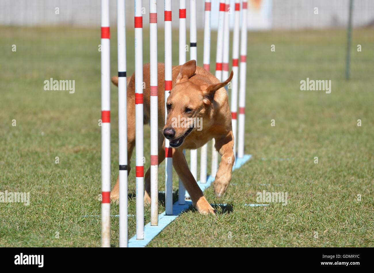 Agility weaves hi-res stock photography and images - Alamy