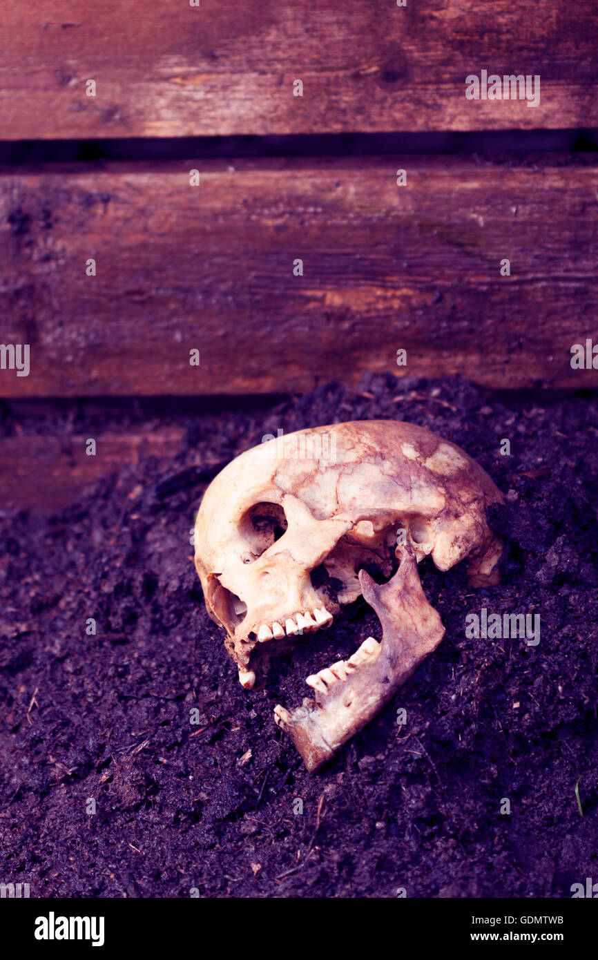Narrow Skulls High Resolution Stock Photography and Images - Alamy