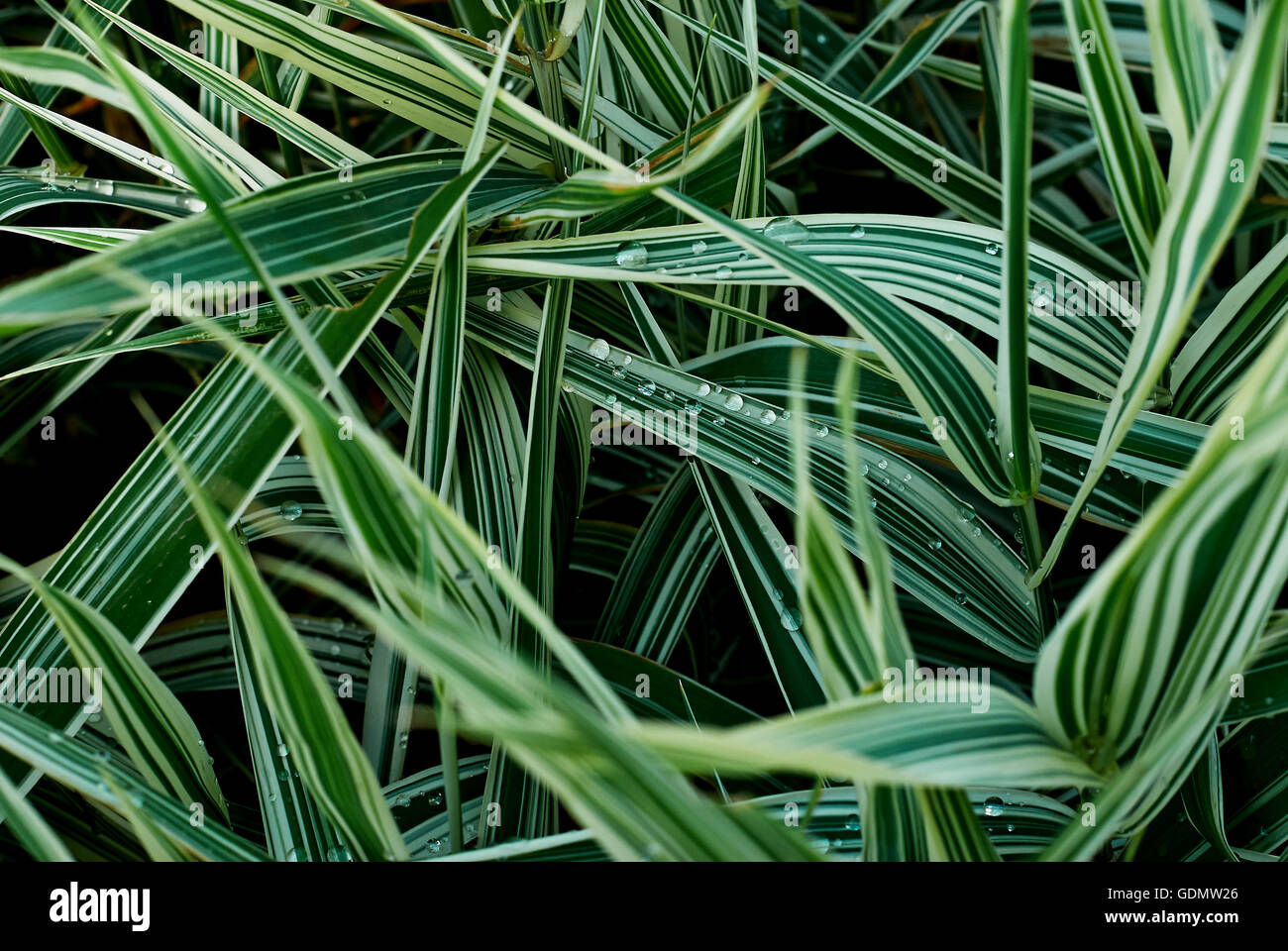 Sedge green grass close-up. Textural green background Stock Photo - Alamy
