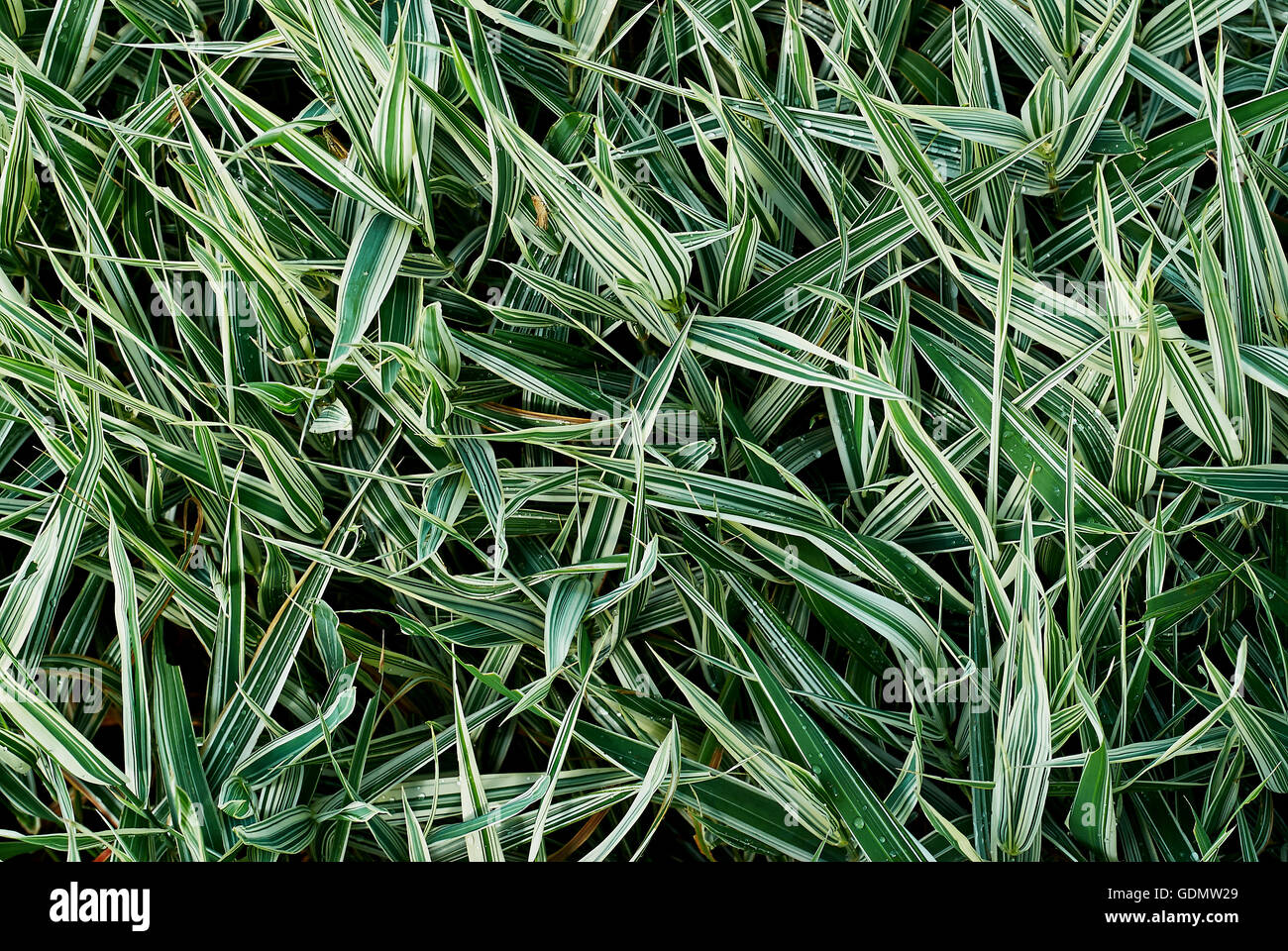 Sedge green grass close-up. Textural green background Stock Photo - Alamy