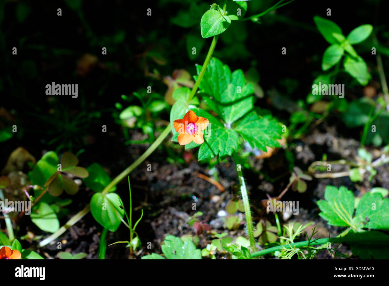SCARLET PIMPERNEL, RED PIMPERNEL, RED CHICKWEED, POORMAN’S BAROMETER ...