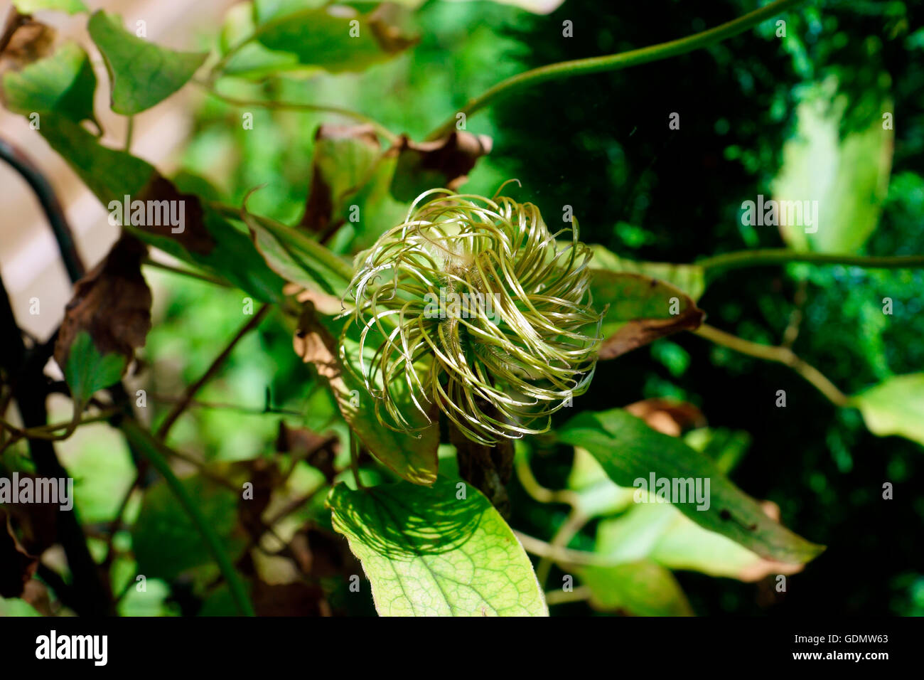 CLEMATIS AFTER FLOWER Stock Photo - Alamy