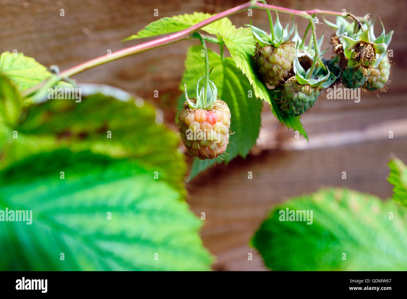 Fruit jelly raspberry europe hi-res stock photography and images - Alamy