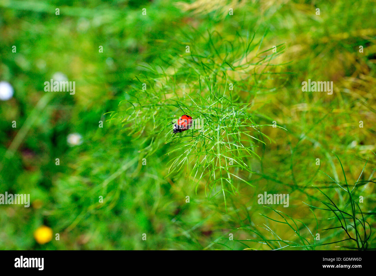 Small black lake seven hi-res stock photography and images - Alamy