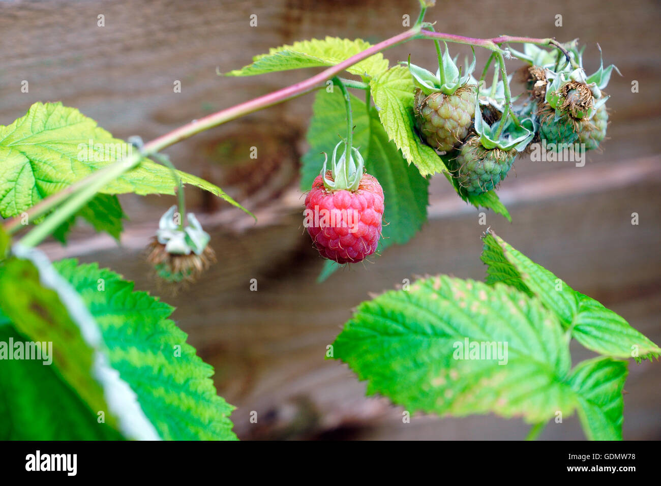Golden sun moth hi-res stock photography and images - Alamy