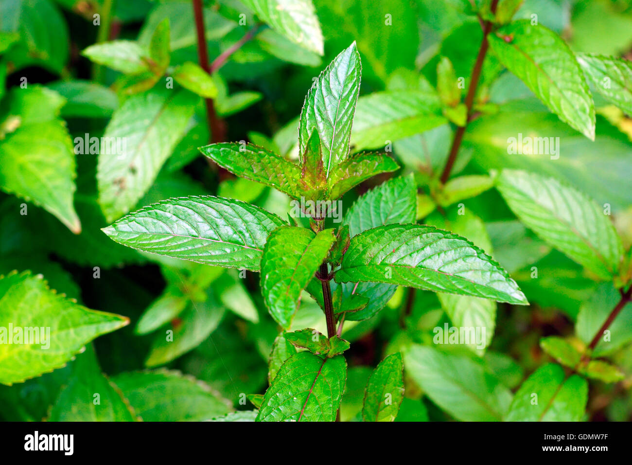 Chewing mint flavour gum hi-res stock photography and images - Alamy