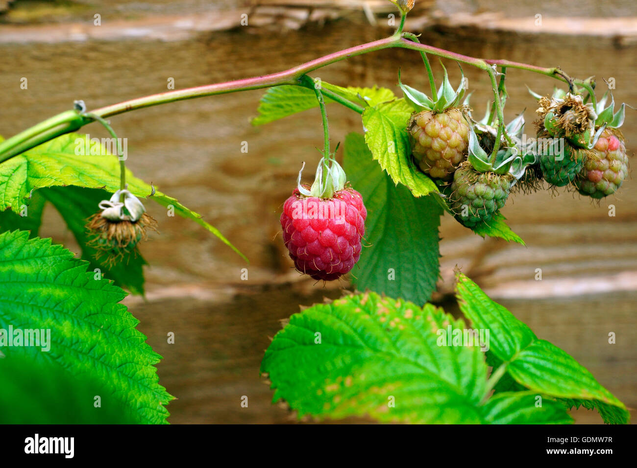 Ripest hi-res stock photography and images - Alamy