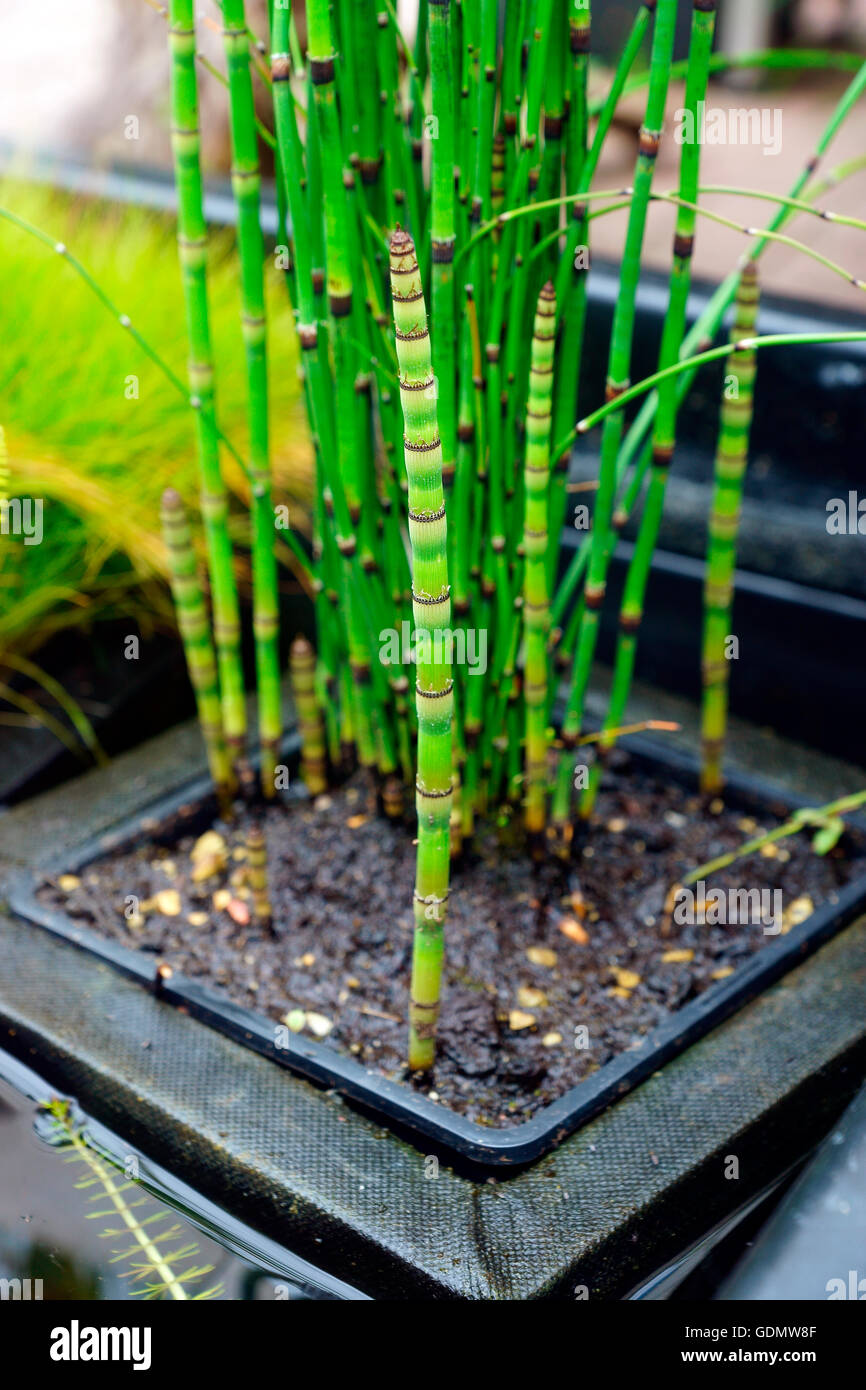 Palendag hi-res stock photography and images - Alamy