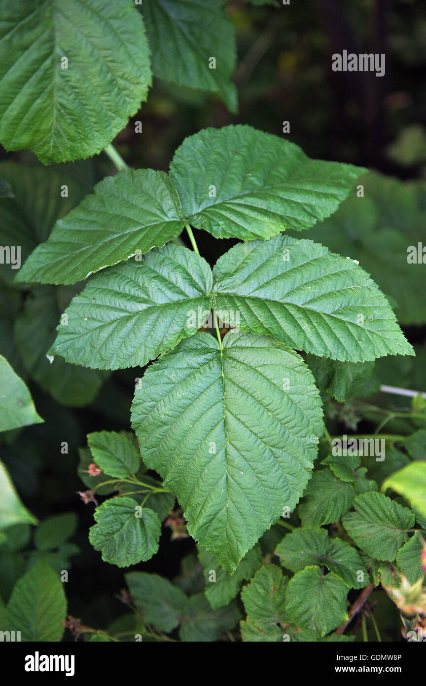 Young raspberry leaves close up Stock Photo - Alamy