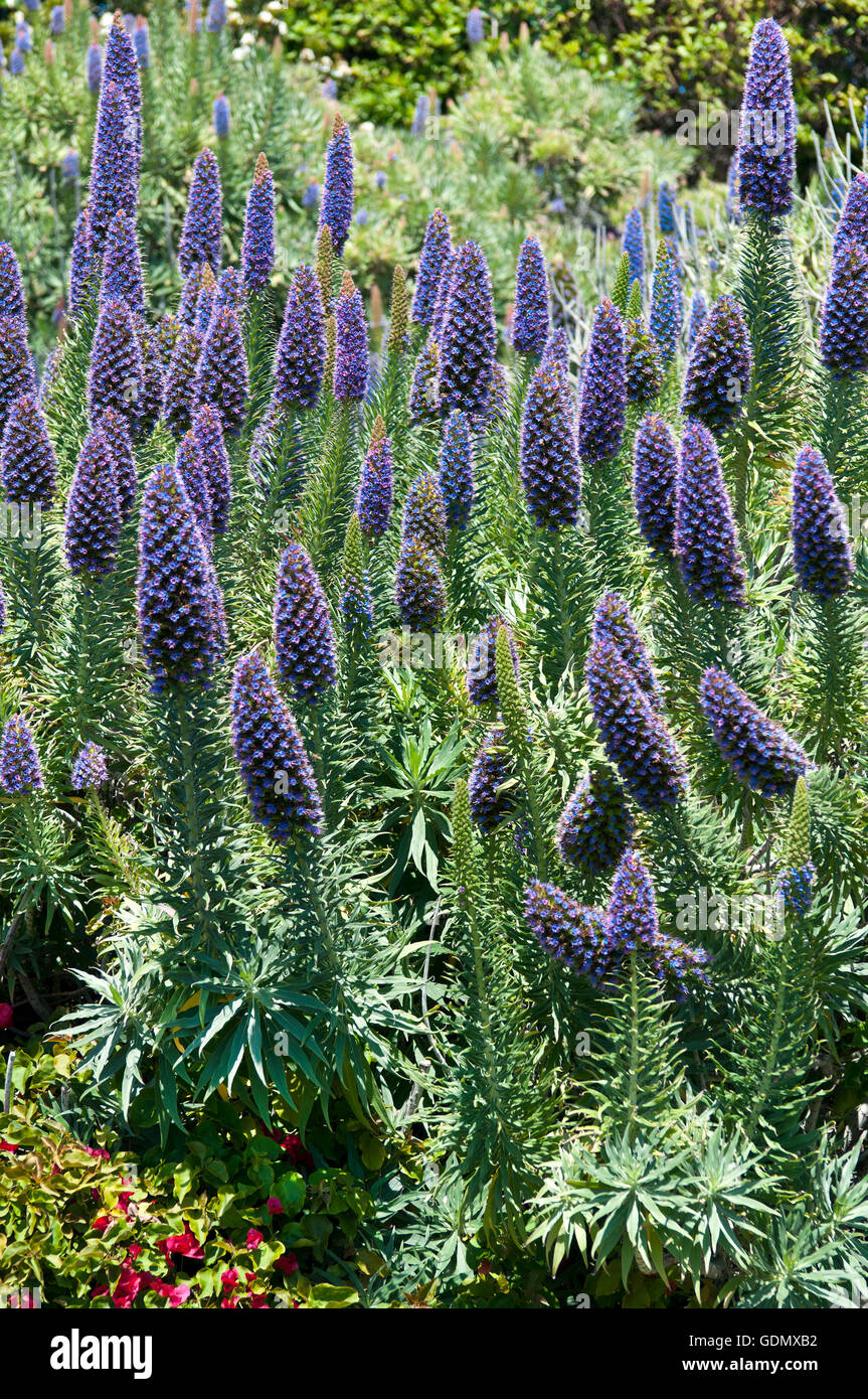 Beautiful Flowers in California, USA Stock Photo - Alamy