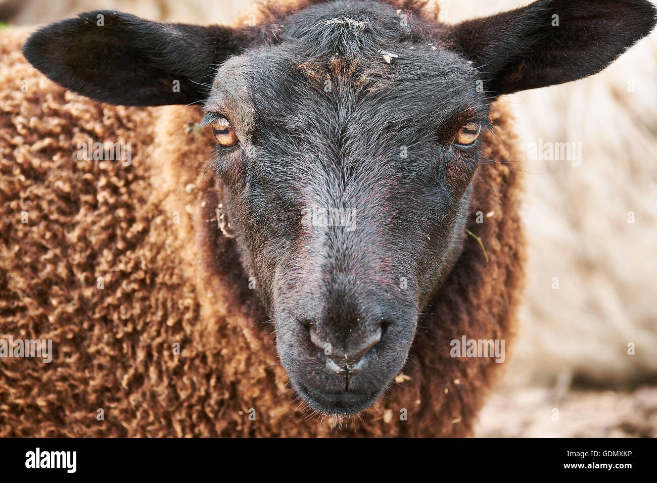 Black nose sheep hi-res stock photography and images - Alamy