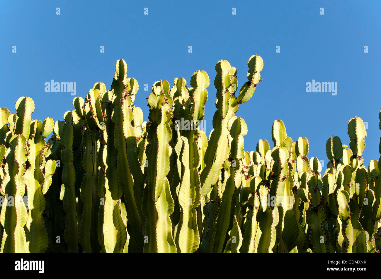 Cactus Plants and Blue Sky Stock Photo - Alamy