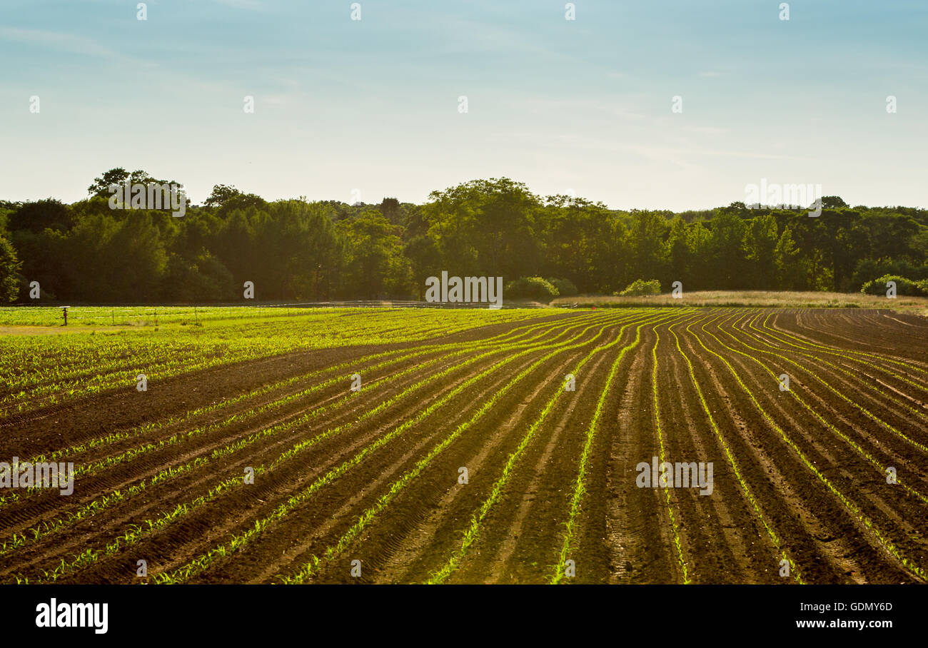 newly planted field on a farm in Eastern Long Island, NY Stock Photo ...