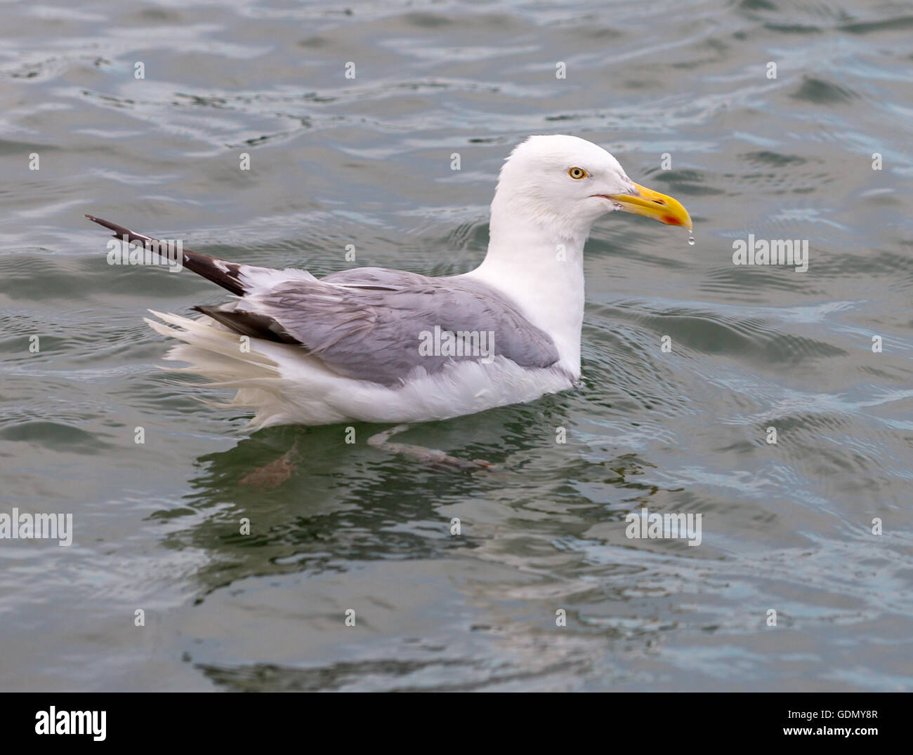 Seagull feet hi-res stock photography and images - Alamy