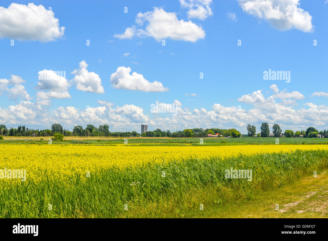 Yellow rapeseed flowers on field with blue sky, clouds and forest ...
