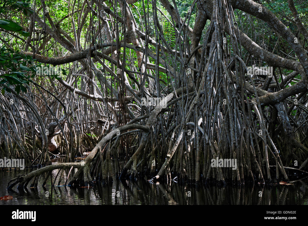 Mangroves at beach Playa Maguana in Baracoa, Guantánamo Province, Cuba ...
