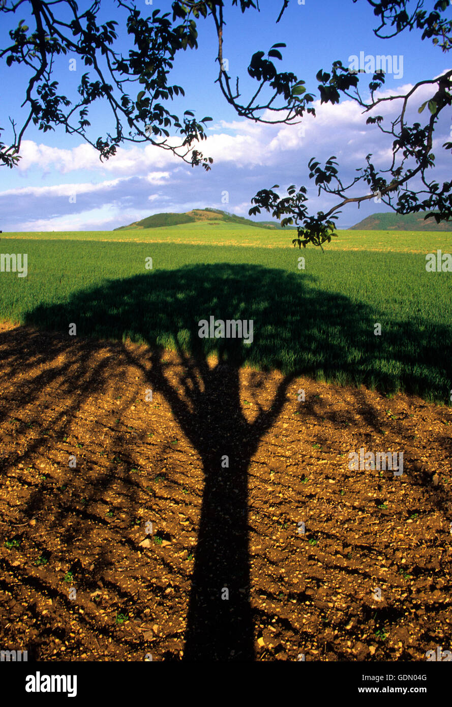 Casts tree shadow High Resolution Stock Photography and Images - Alamy