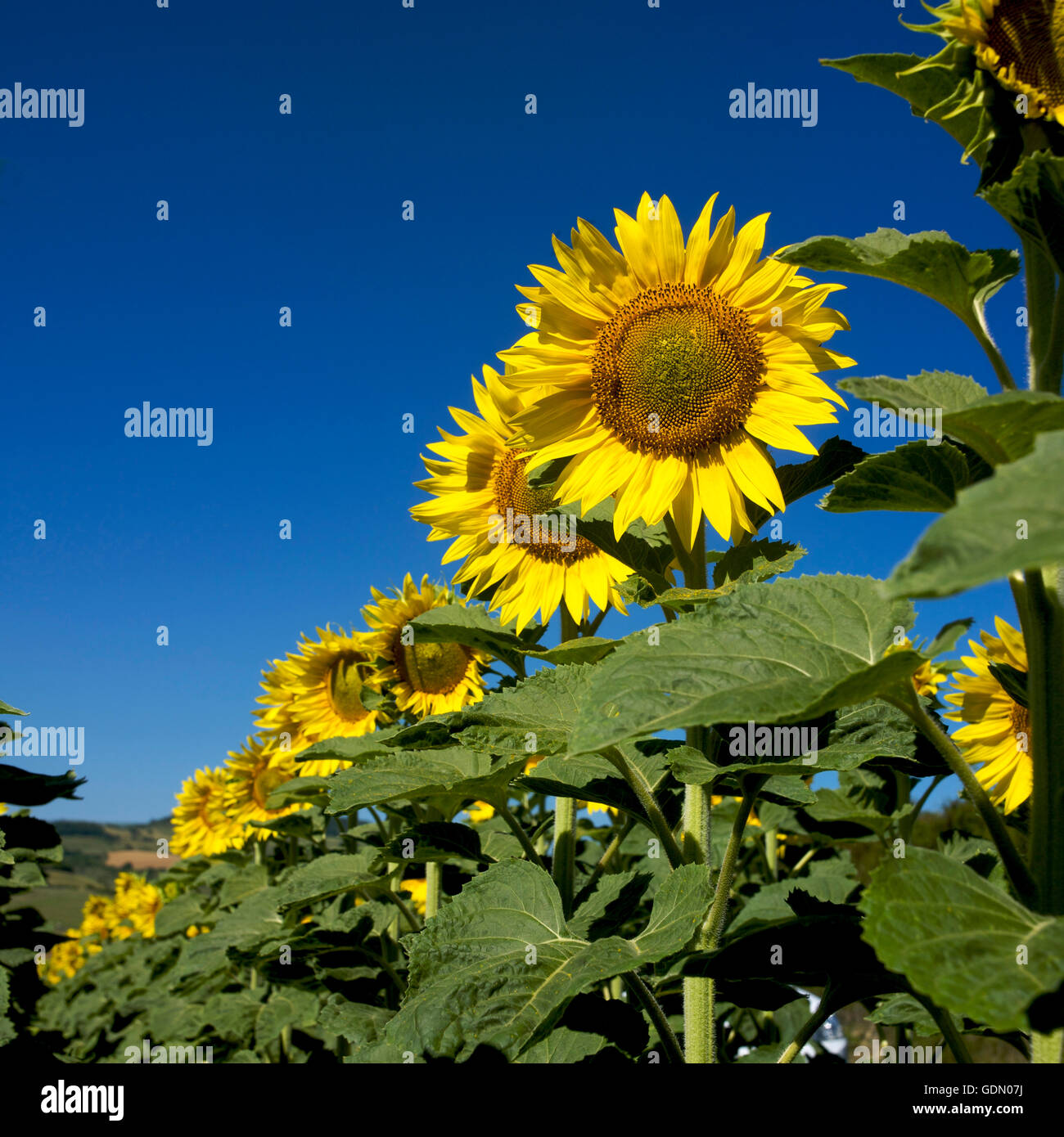 Sunflowers (Helianthus annuus Stock Photo - Alamy