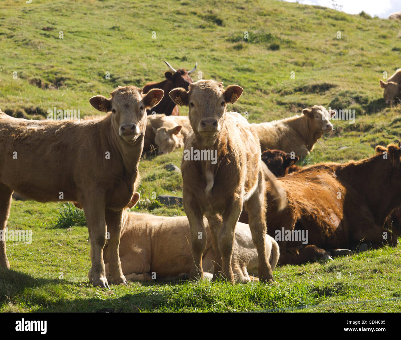 Cows, Region Auvergne, France, Europe Stock Photo - Alamy