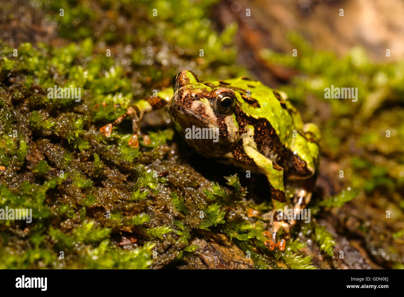 Scaphiophryne madagascariensis hi-res stock photography and images - Alamy