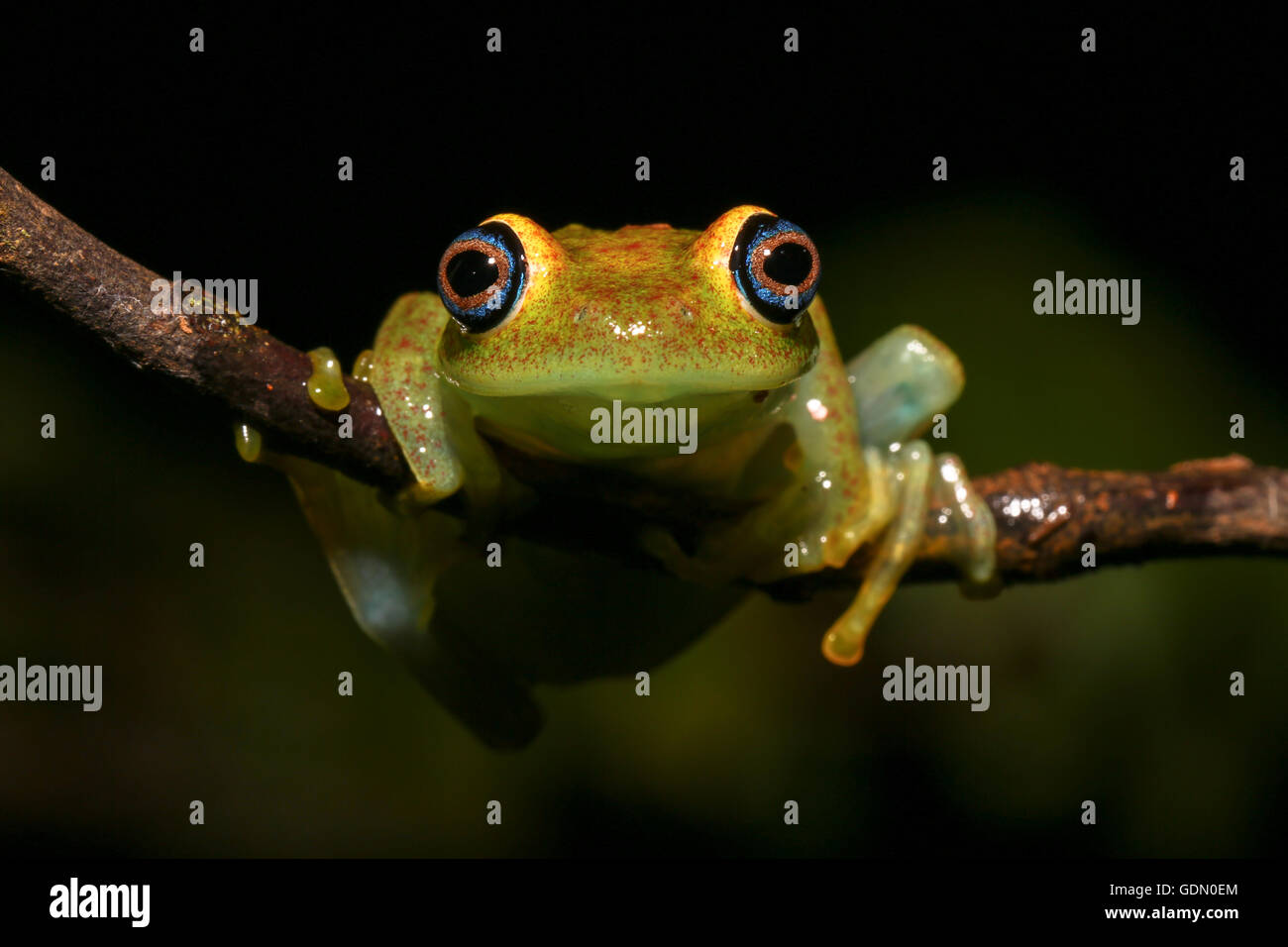 Green bright eyed frog boophis viridis hi-res stock photography and ...