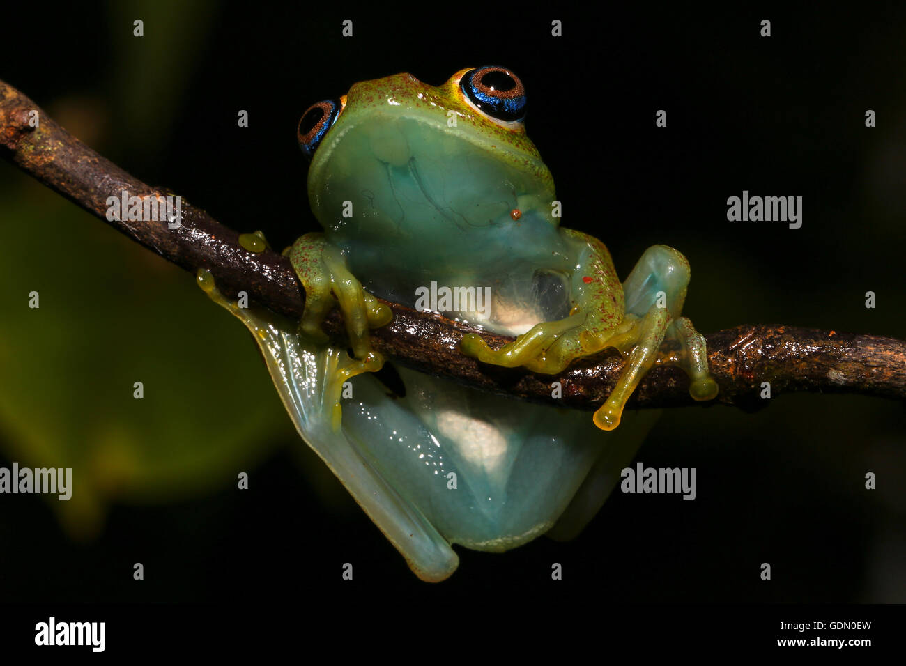 Green bright-eyed frog (Boophis viridis) hanging on branch ...
