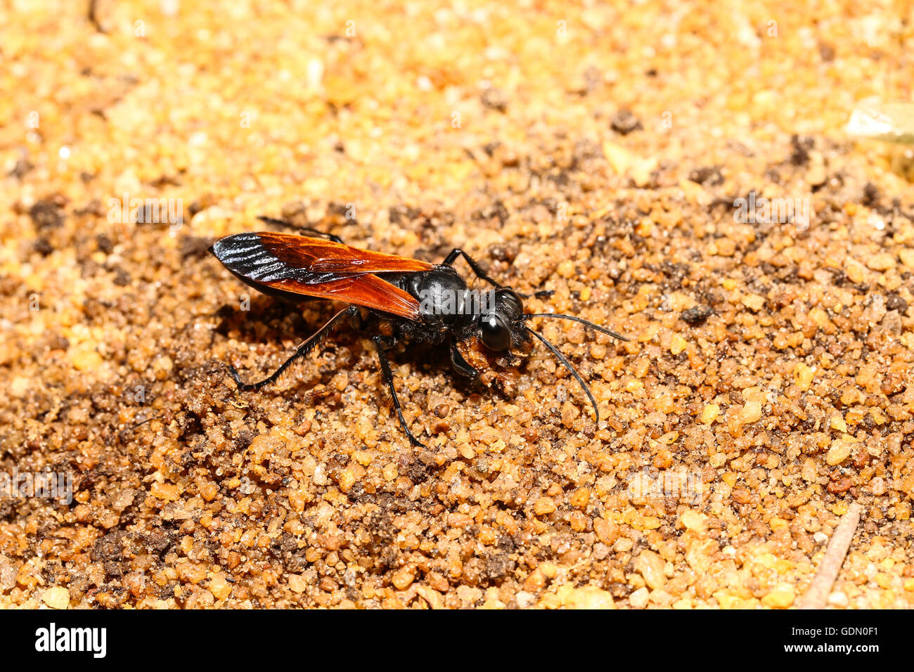 Spider Wasp (Pompilinae ssp.), Nosy Mangabe, eastern Madagascar ...