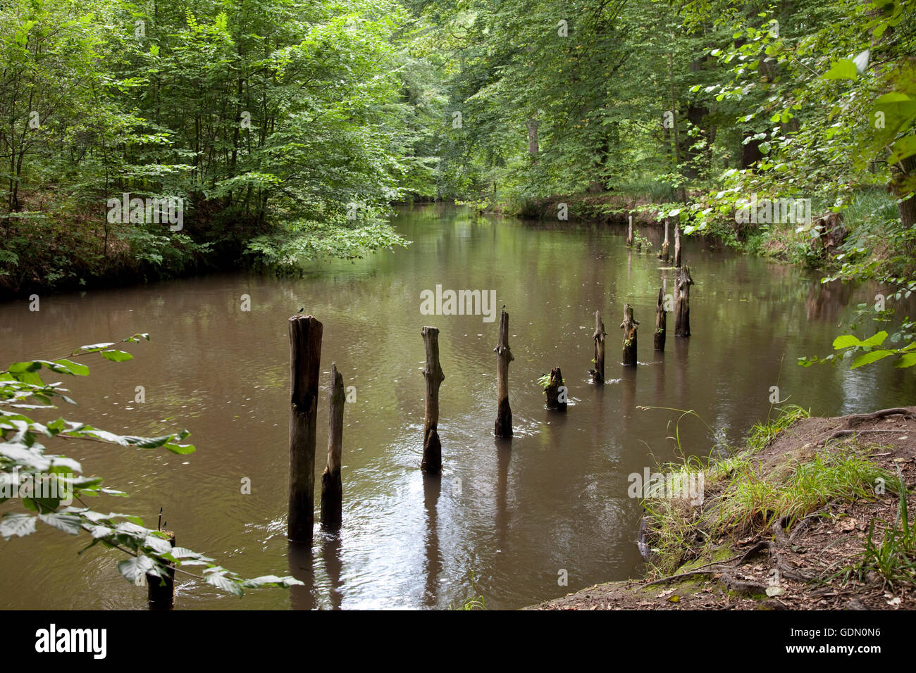 River in the biosphere reserve Spreewald, Spree Forest, Schlepzig ...