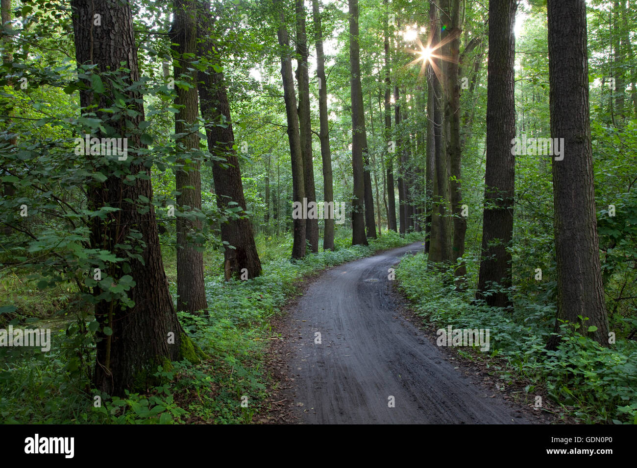 Forest path, biosphere reserve, Spreewald, Spree Forest, Brandenburg ...