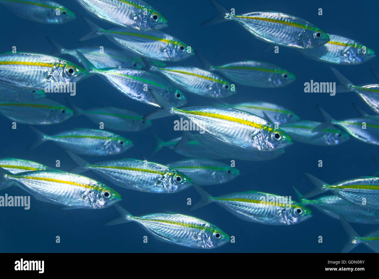 Shoal Bigeye Scad (Selar crumenophthalmus), Tukangbesi Archipelago ...