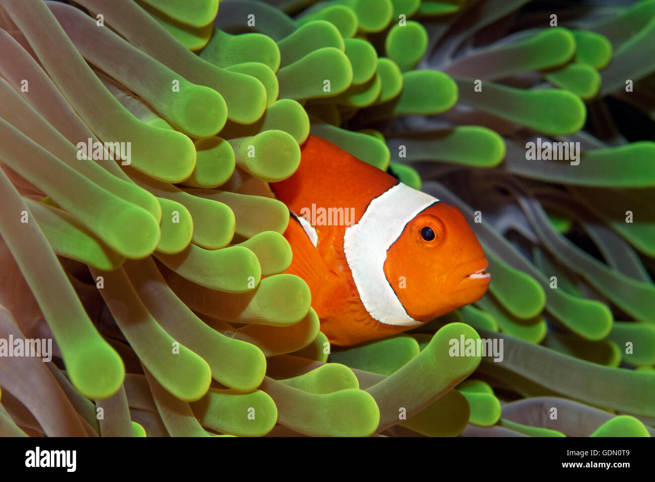 Ocellaris Clownfish (Amphiprion ocellaris) in Magnificent Sea Anemone ...
