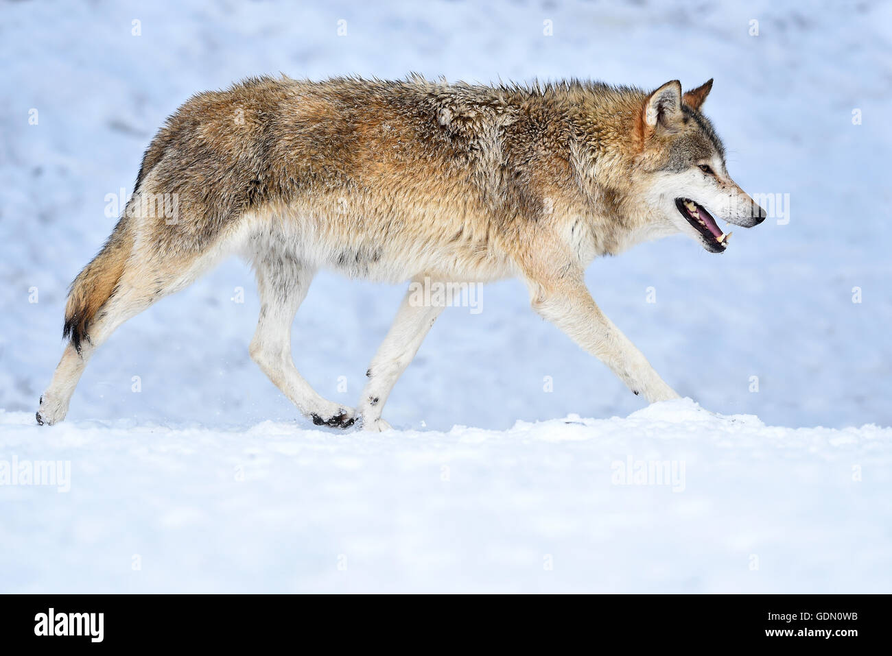 Eastern Wolf, Eastern timber wolf (Canis lupus lycaon) running in snow ...