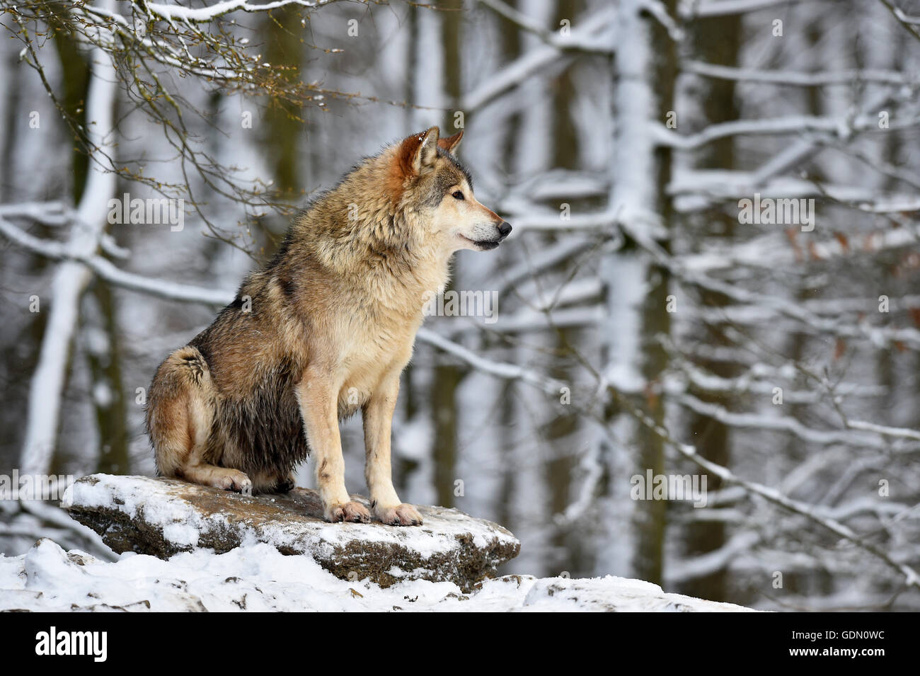Male eastern wolf eastern timber hi-res stock photography and images ...