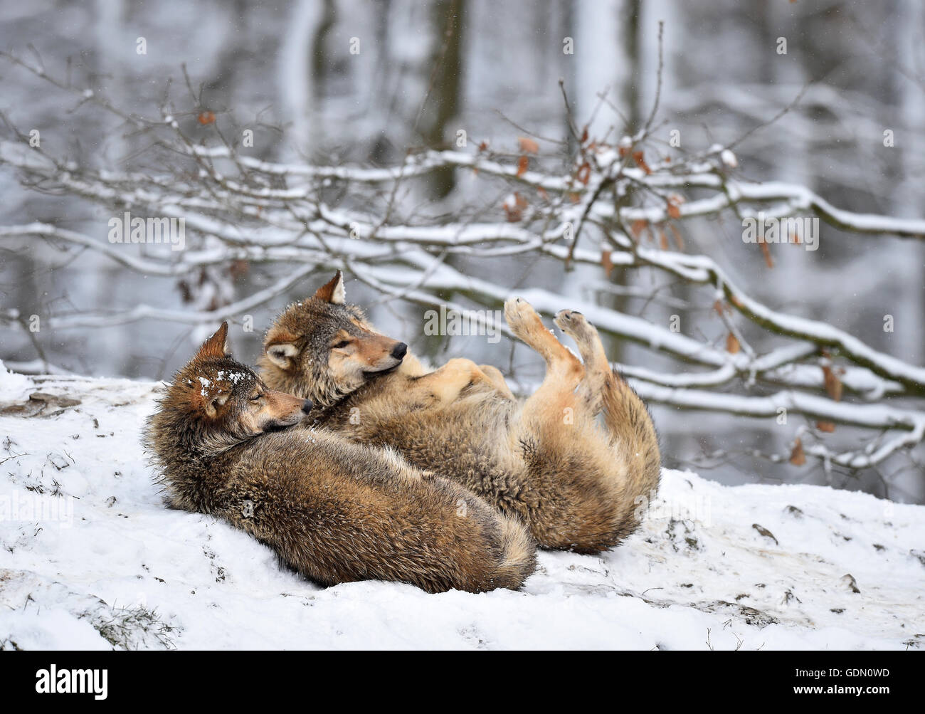 Eastern Wolves, Eastern timber wolf (Canis lupus lycaon) resting in the ...