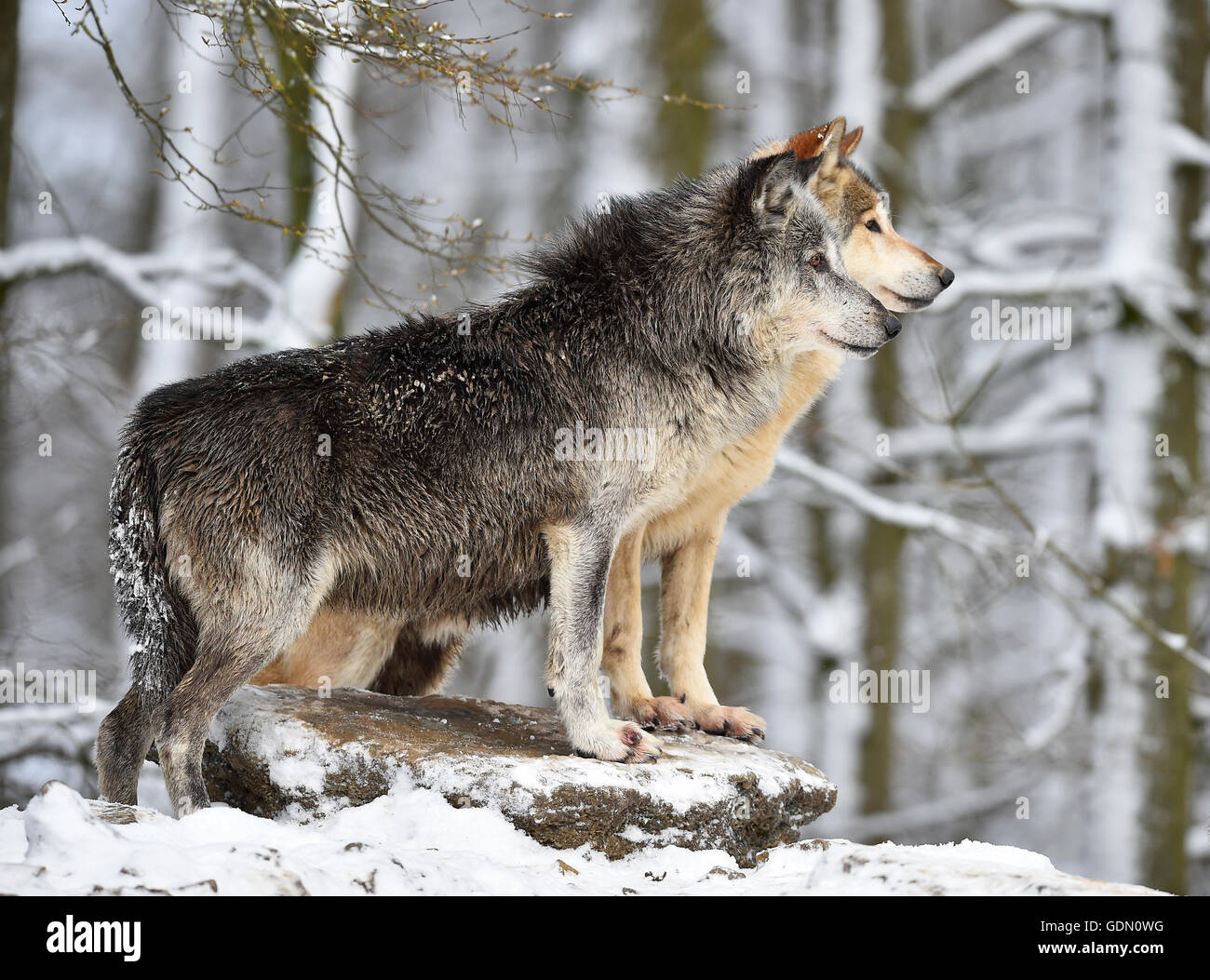 Wolf alpha male High Resolution Stock Photography and Images - Alamy