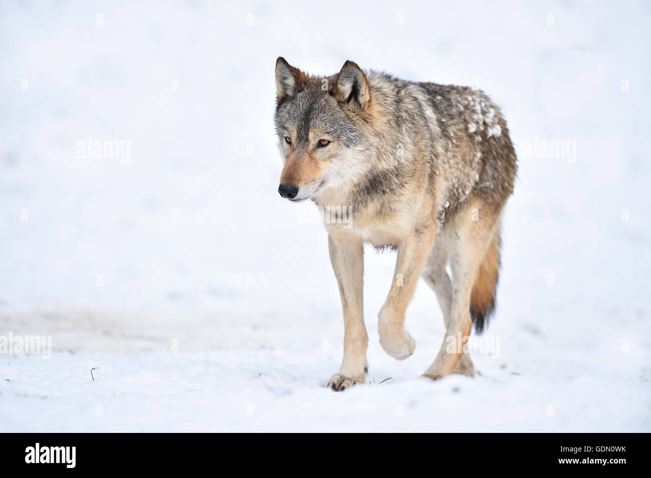 Eastern Wolf, Eastern timber wolf (Canis lupus lycaon) running in snow ...