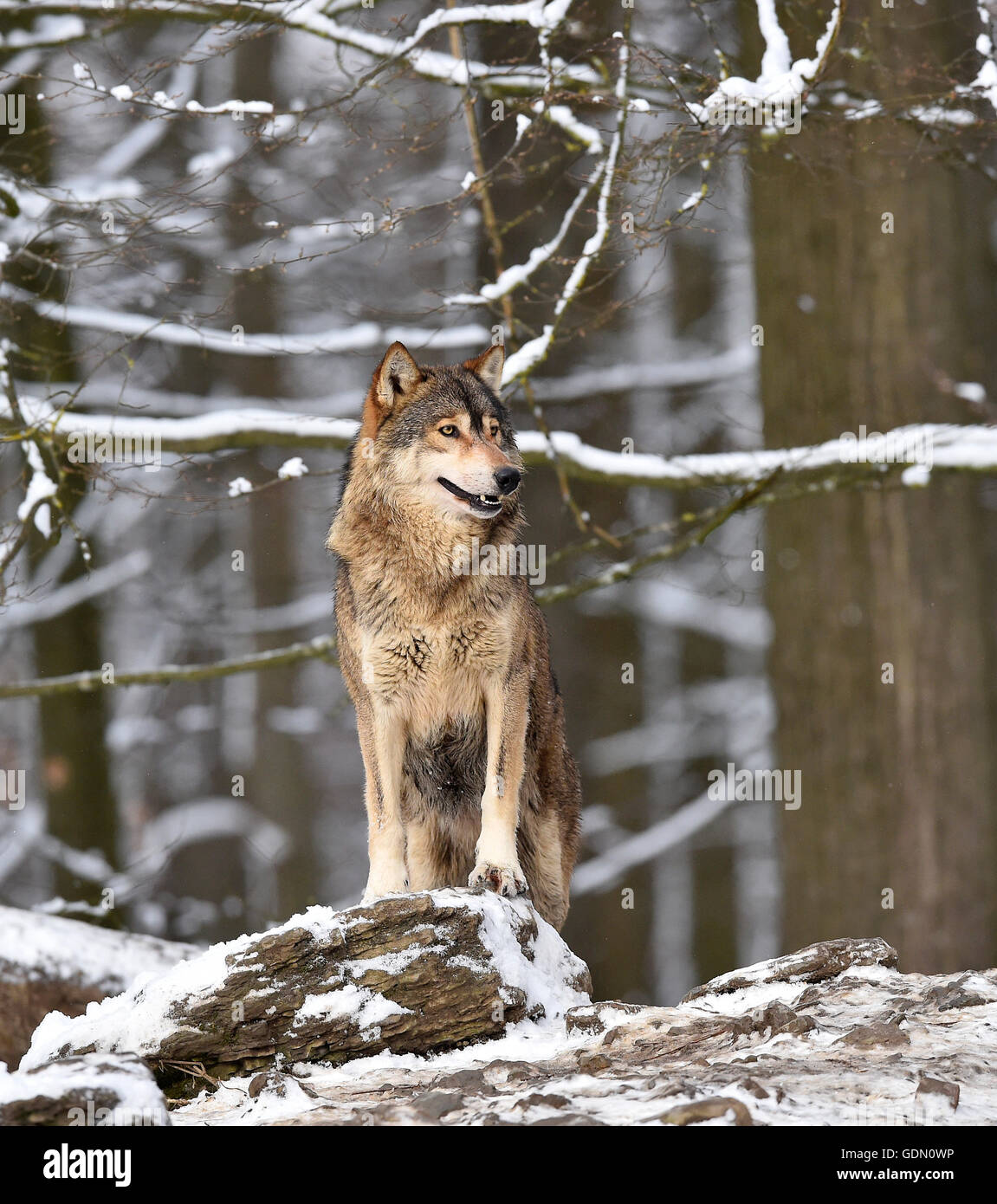 Male Eastern Wolf, Eastern timber wolf (Canis lupus lycaon) in winter ...