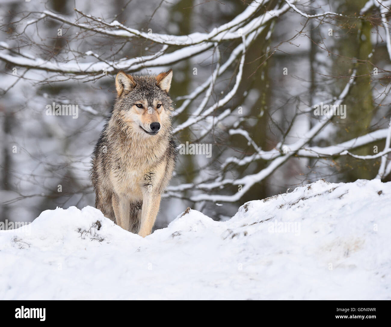 Male Eastern Wolf, Eastern timber wolf (Canis lupus lycaon) in winter ...