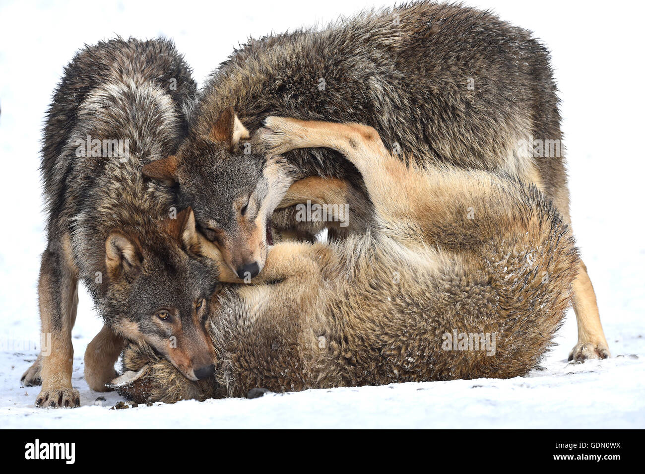 One-year old Eastern Wolf, Eastern timber wolf (Canis lupus lycaon ...