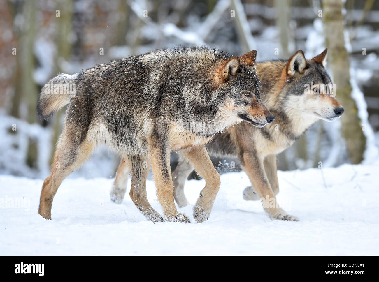 Eastern Wolves, Eastern timber wolves (Canis lupus lycaon) in snow ...