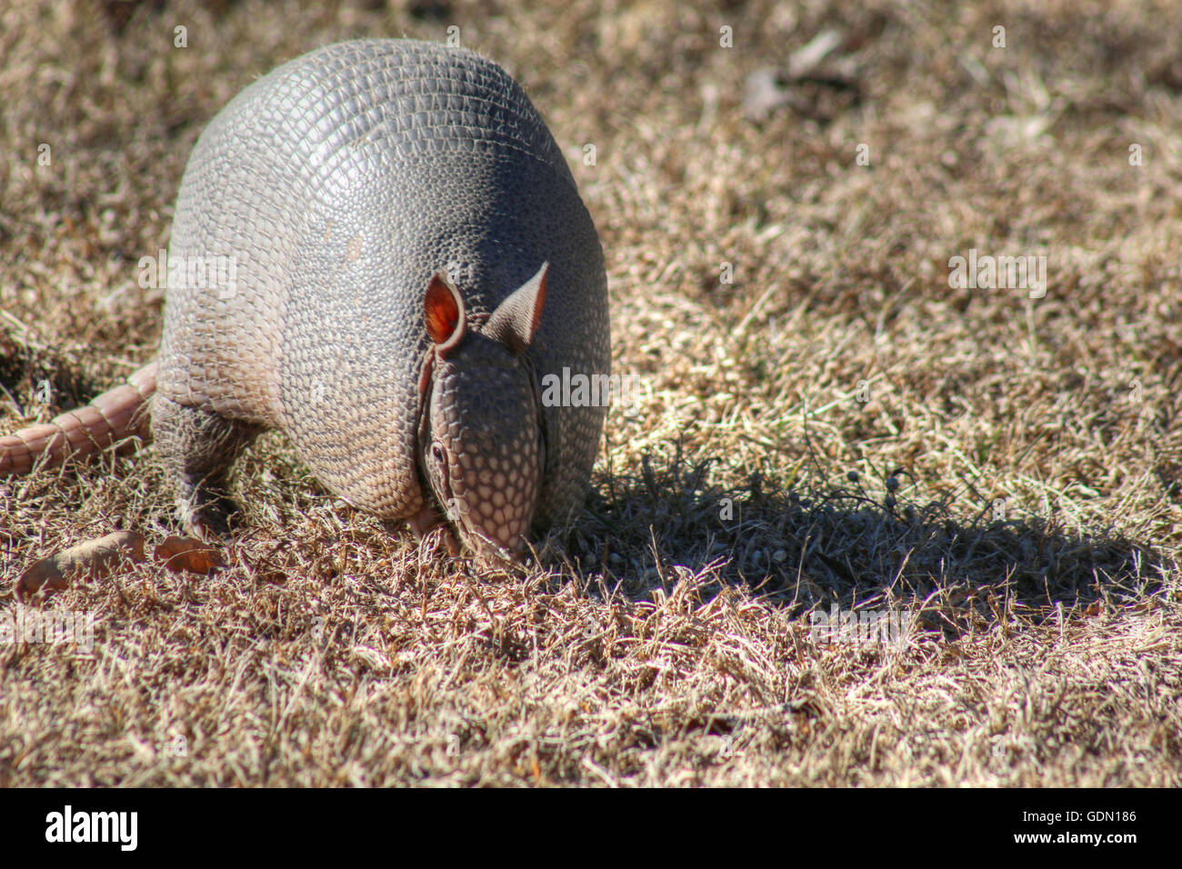 Armadillo Food Stock Photos & Armadillo Food Stock Images - Alamy