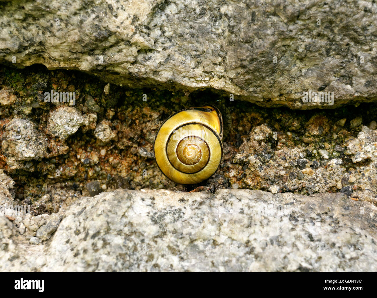 Grovesnail hi-res stock photography and images - Alamy