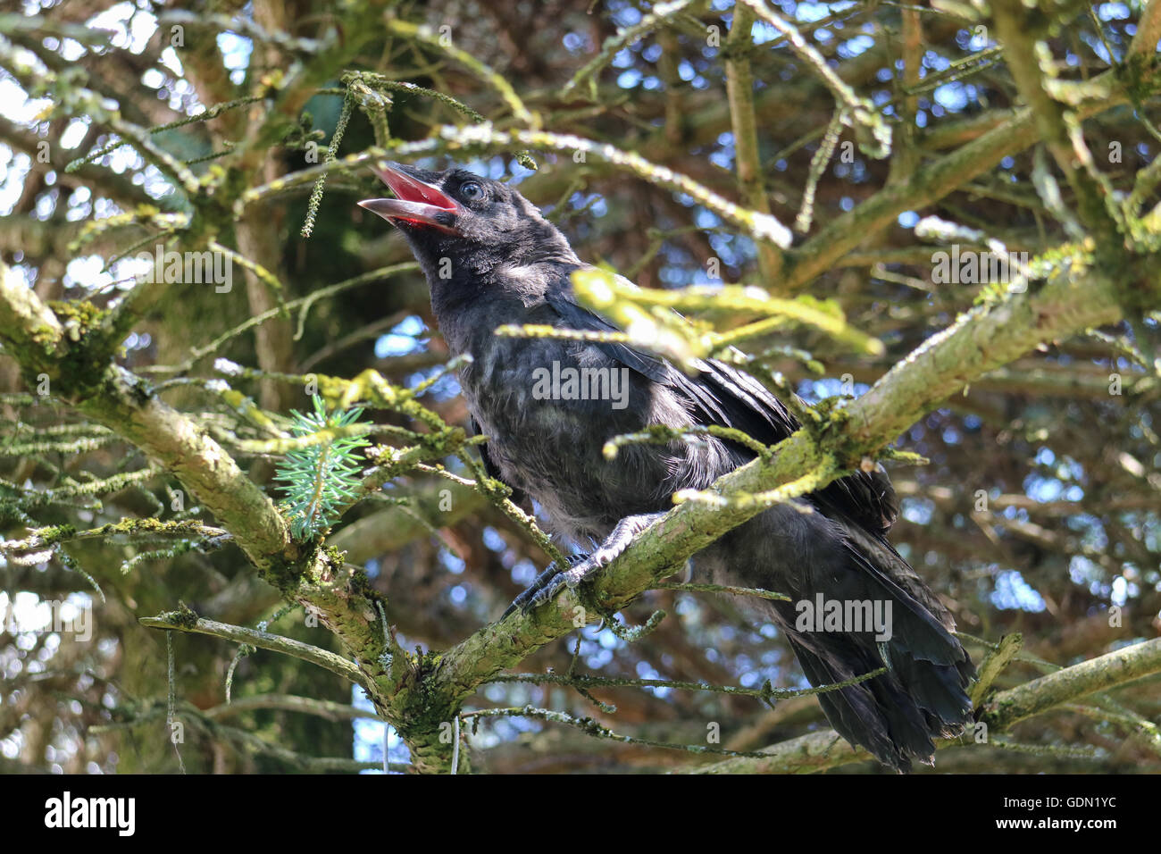 Black crow on the tree Stock Photo - Alamy