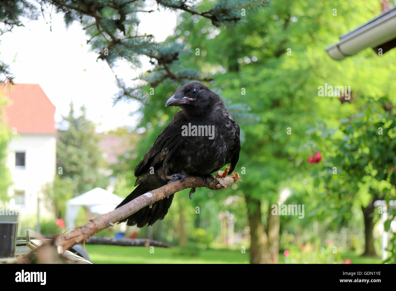 Black crow on the tree Stock Photo - Alamy