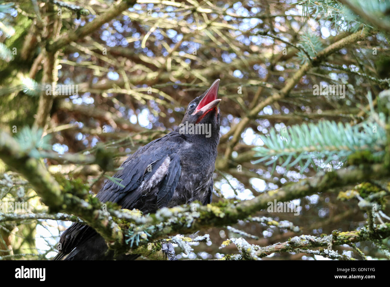 Carrion crow on branch hi-res stock photography and images - Alamy