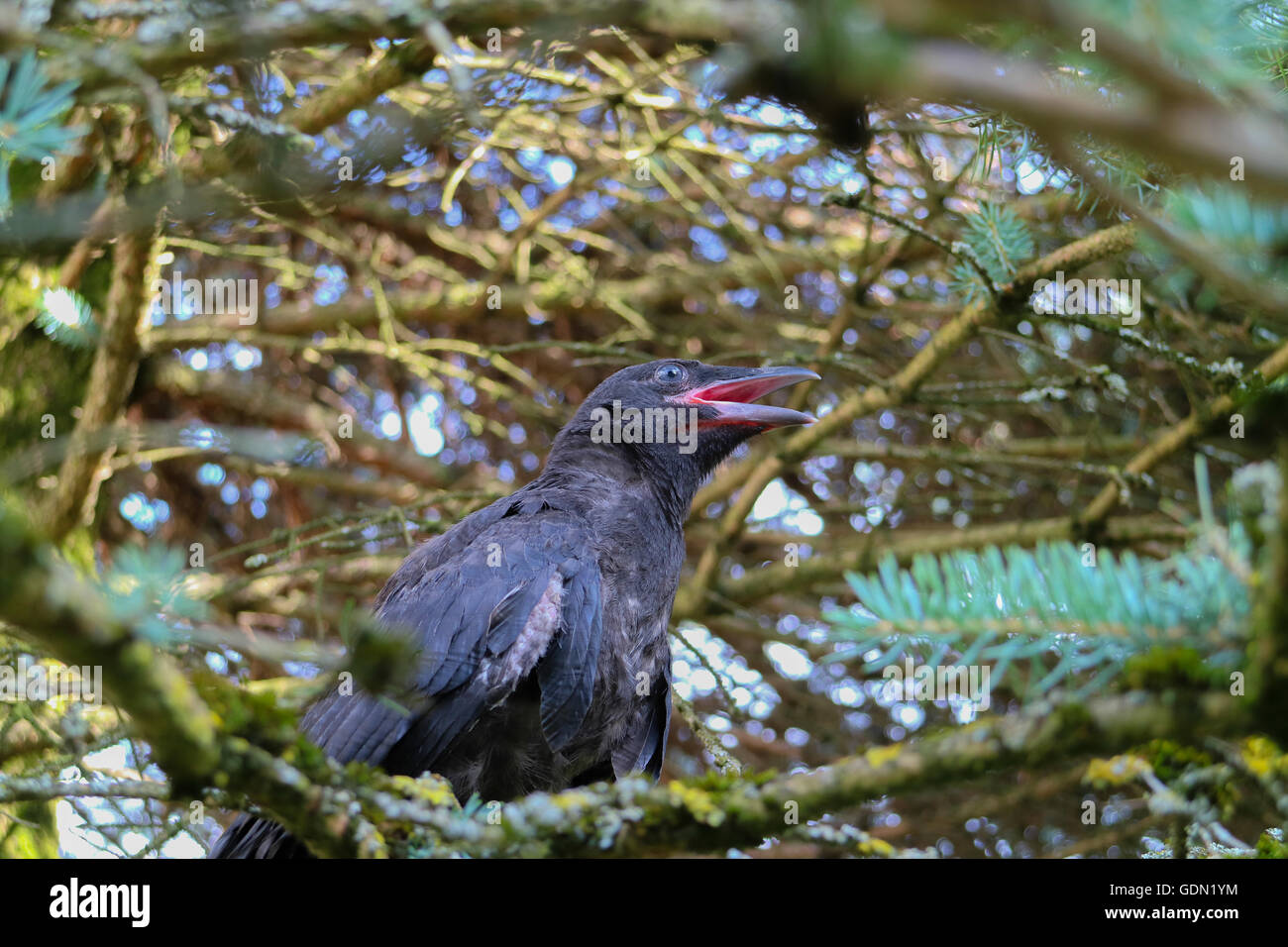 Black crow on the tree Stock Photo - Alamy